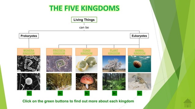 PPT on Five Kingdom Classification | PPTX