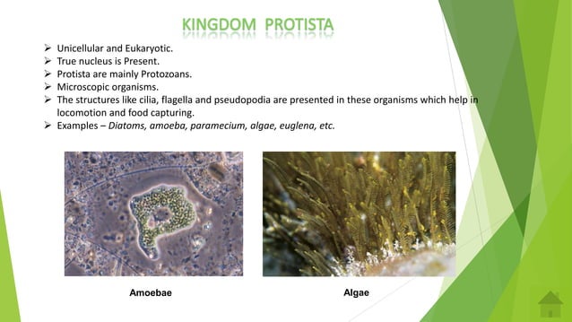 PPT on Five Kingdom Classification | PPTX