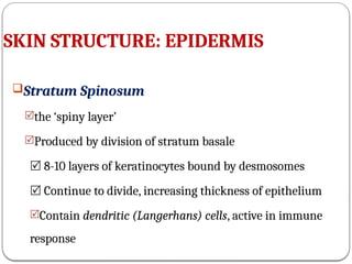 PPT On Anatomy of Skin.pptxfghfghfdgfdgdf | PPTX