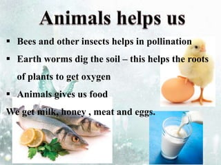 Ppt on animals and plants | PPTX