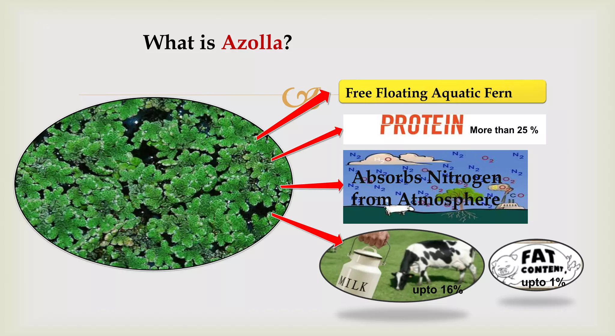 Ppt on Azolla | PPTX