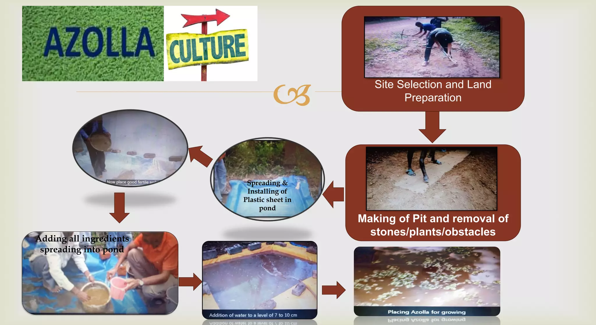 Ppt on Azolla | PPTX