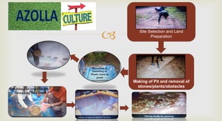 Ppt on Azolla | PPTX