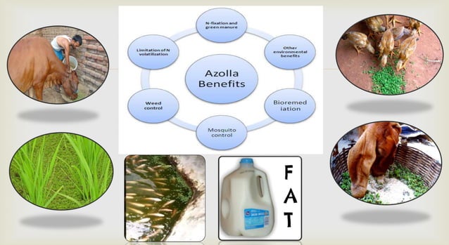 Ppt on Azolla | PPTX | Agriculture | Industries