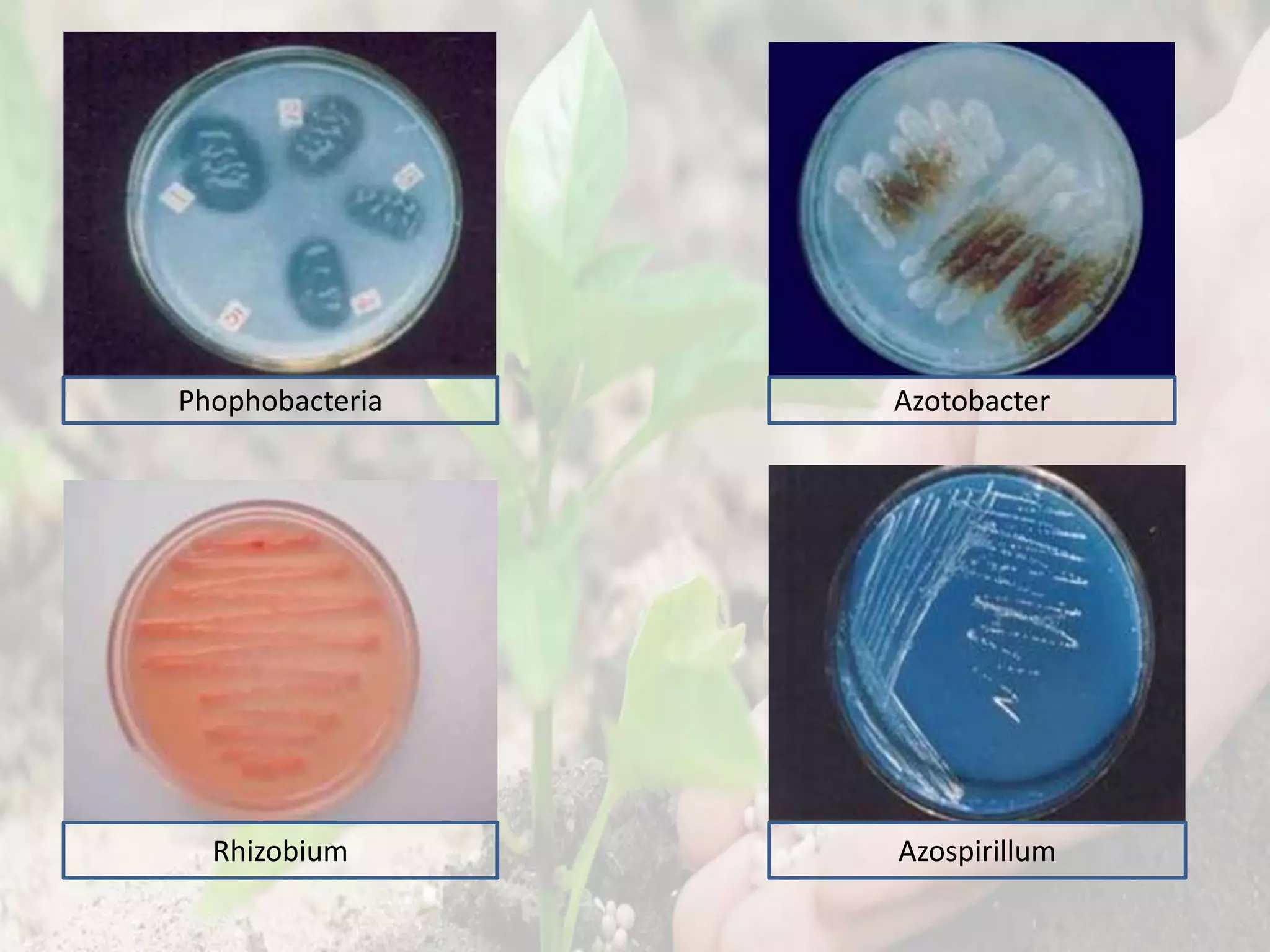Ppt on biofertilizers | PPTX