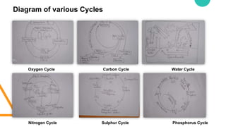 Ppt on Biogeochemical Cycle USacademy.in