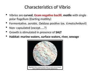 ppt on Cholera (Etiopathogenesis & diagnosis) | PPTX