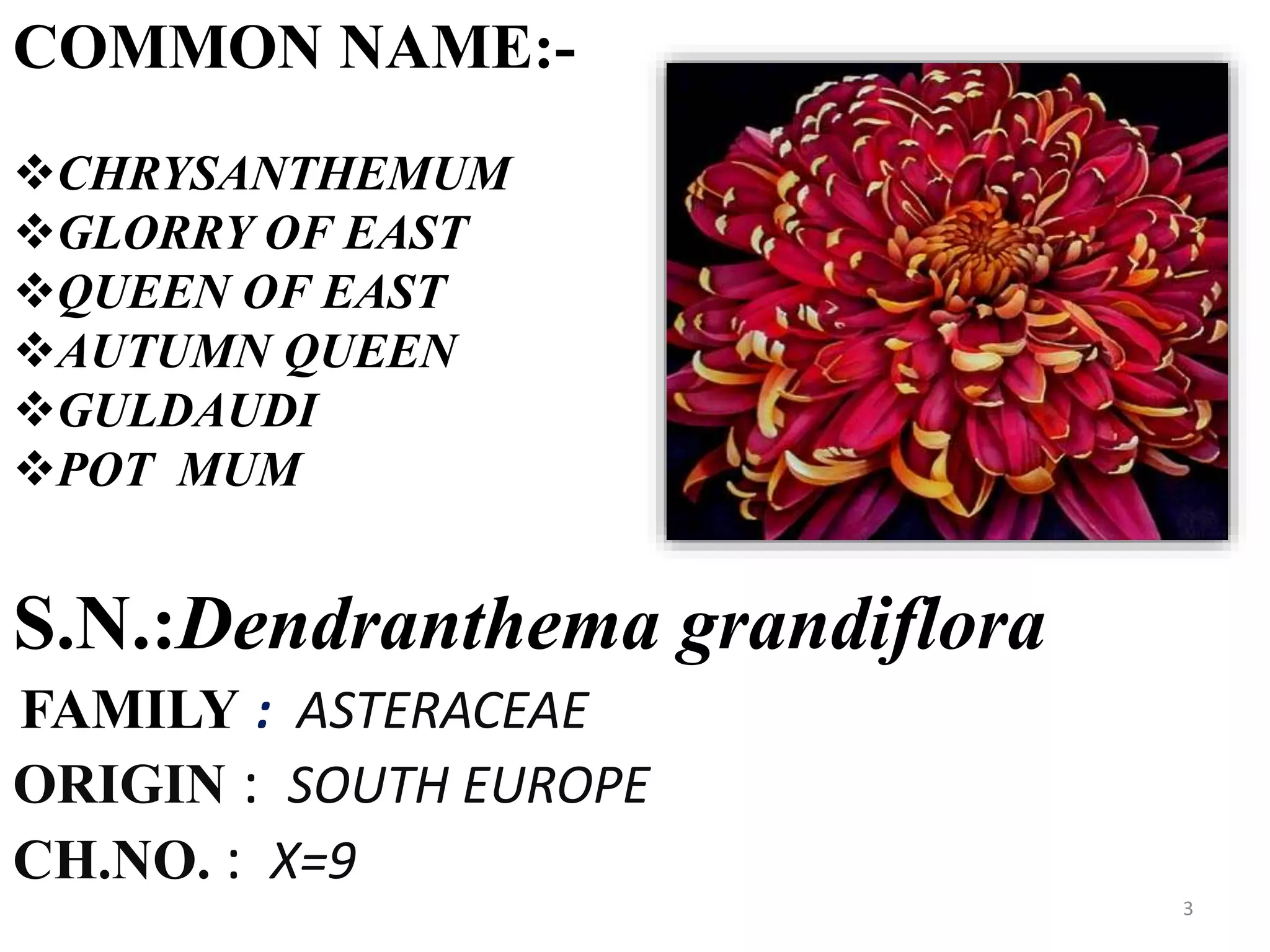 Ppt on chrysanthemum | PPTX