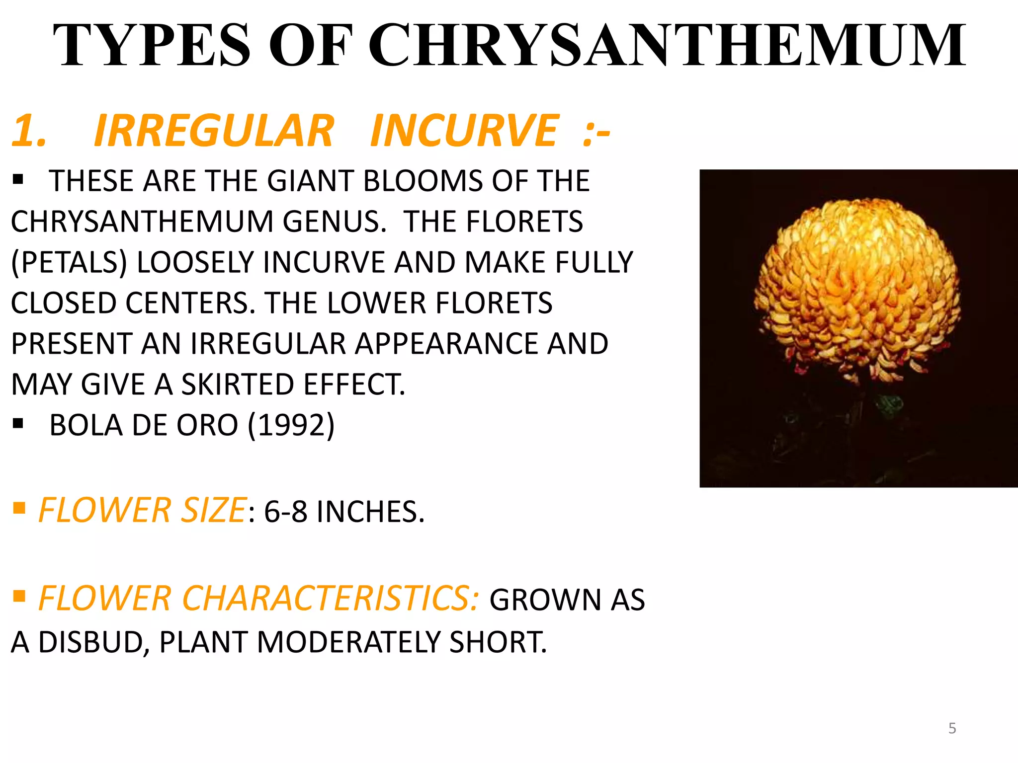 Ppt on chrysanthemum | PPTX