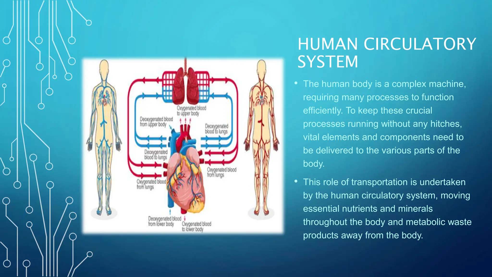 Small Presentation on Circulatory system for class 5 | PPTX | Heart and ...