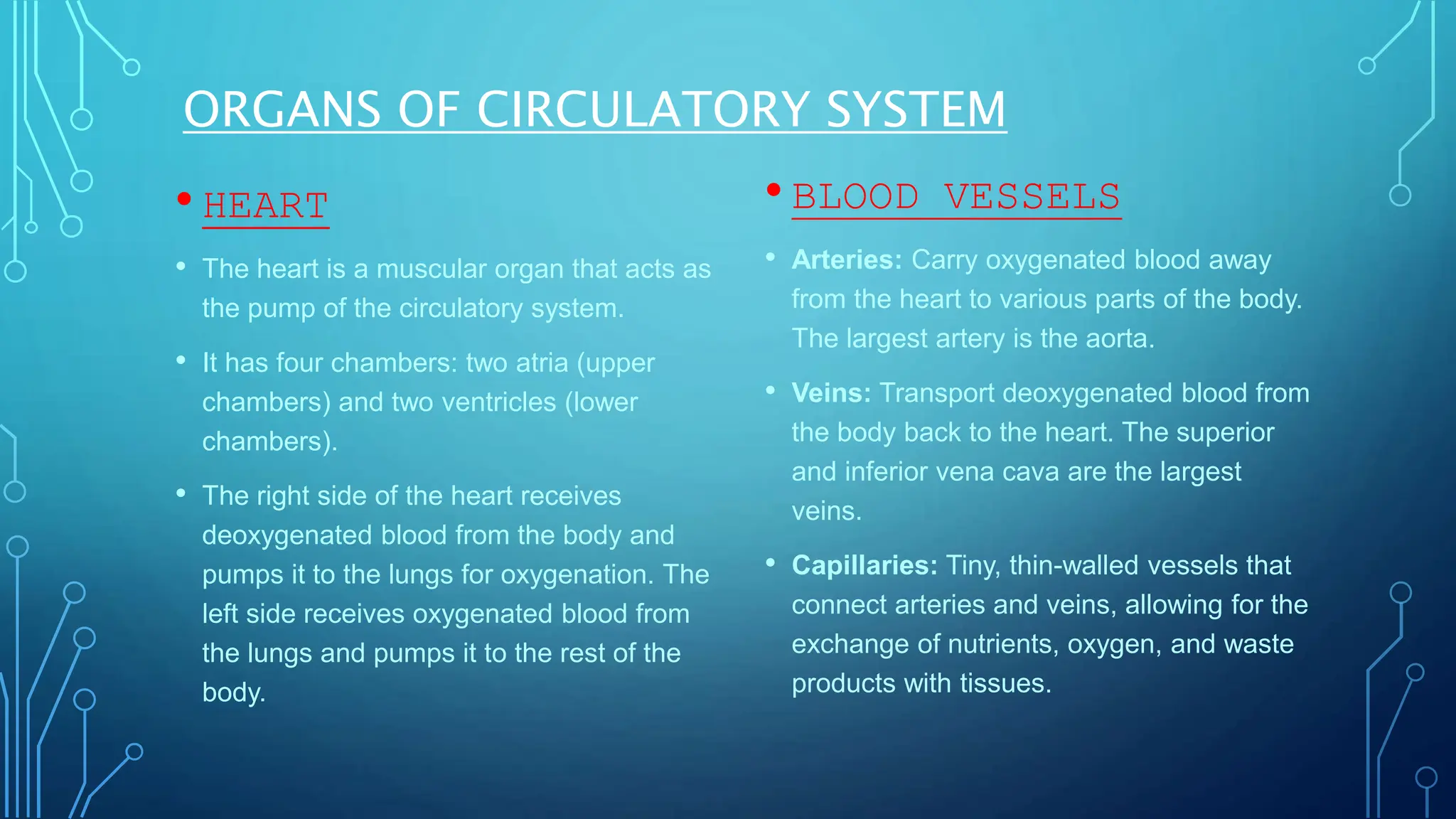 Small Presentation on Circulatory system for class 5 | PPTX