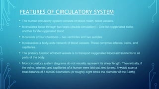 Small Presentation on Circulatory system for class 5 | PPTX