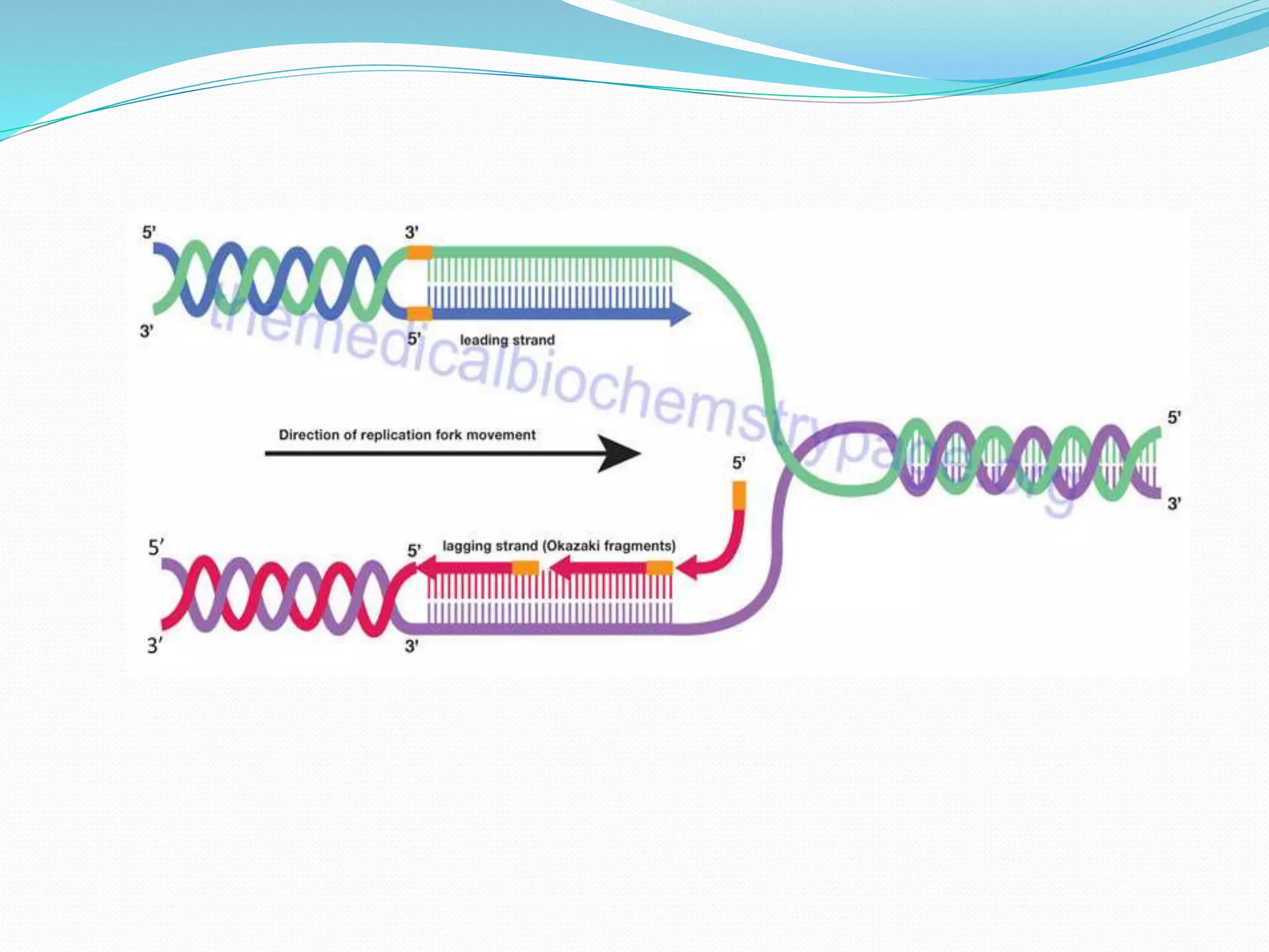 Prokaryotic DNA replication | PPTX