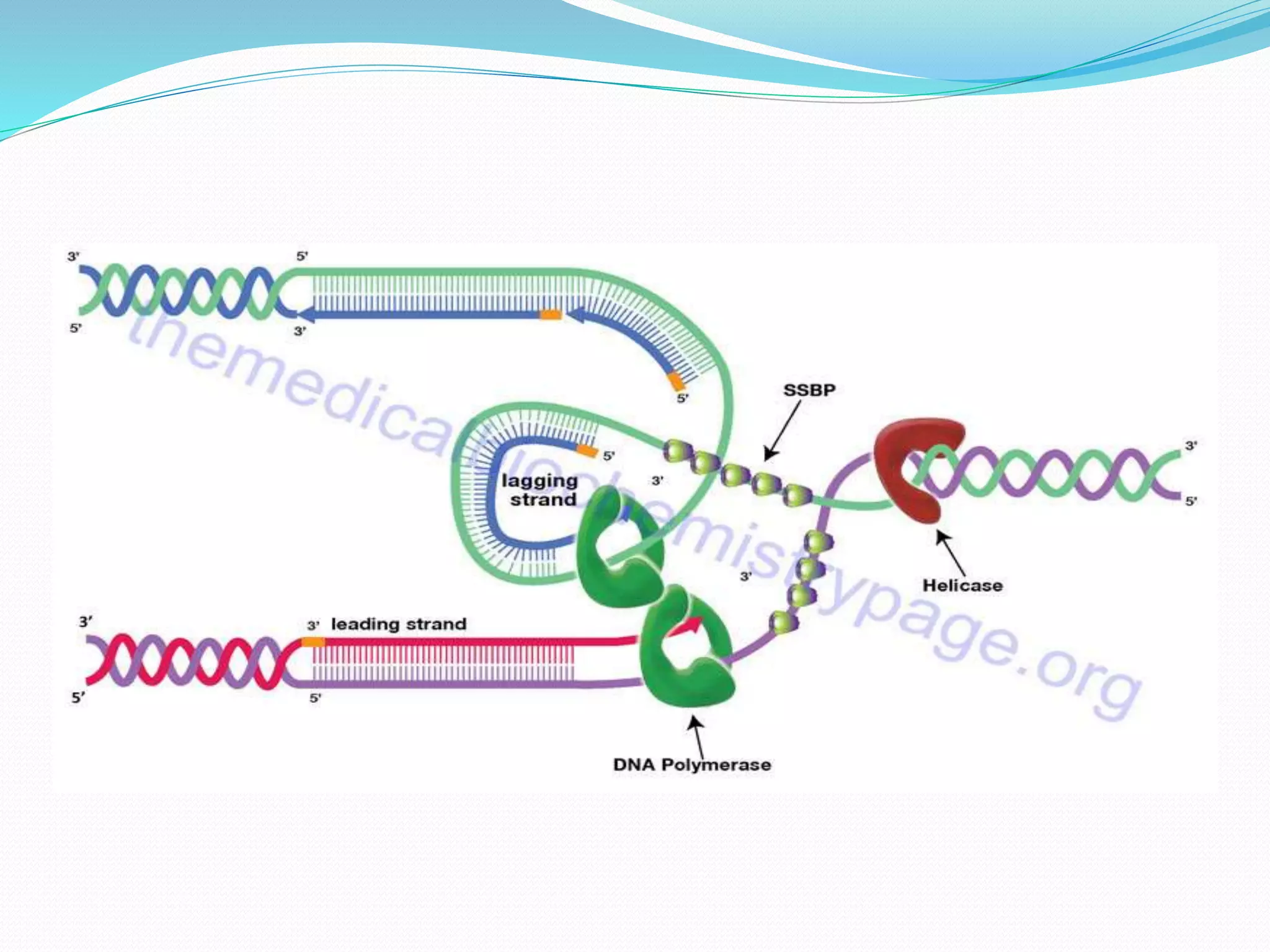 Prokaryotic DNA replication | PPTX Prokaryotic DNA replication | PPTX