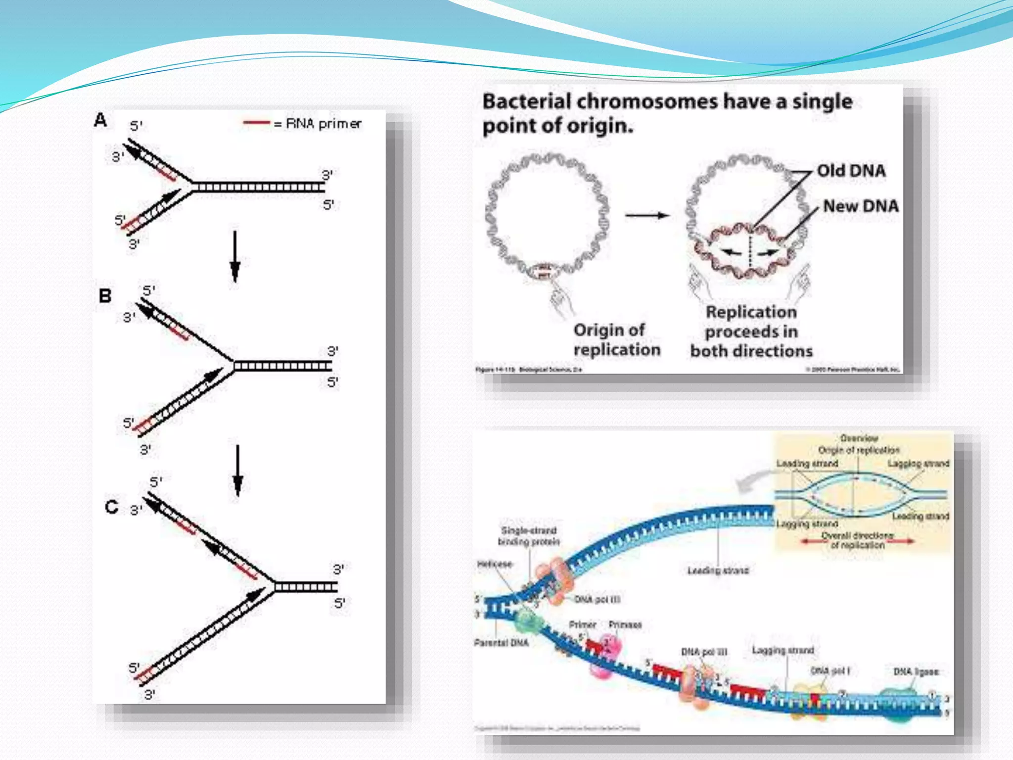 Prokaryotic Dna Replication Pptx