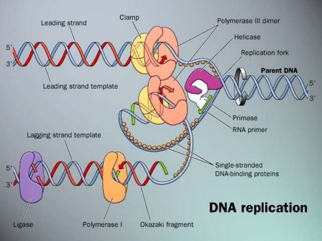Prokaryotic DNA replication | PPTX