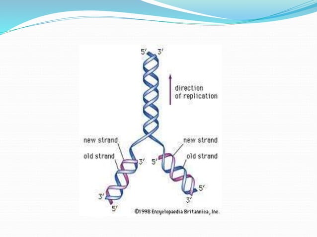 Prokaryotic Dna Replication Pptx