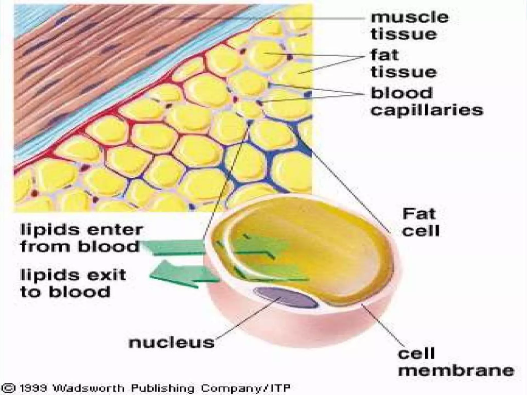 ppt on fats.pptx