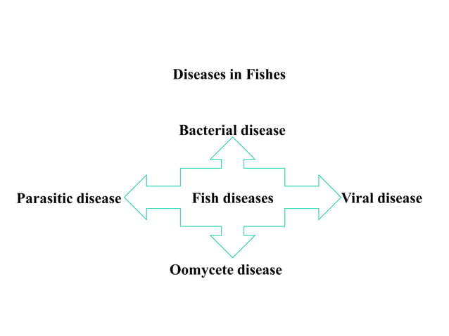 PPt on fish diseases.ppt | Veterinary Medicine | Pets