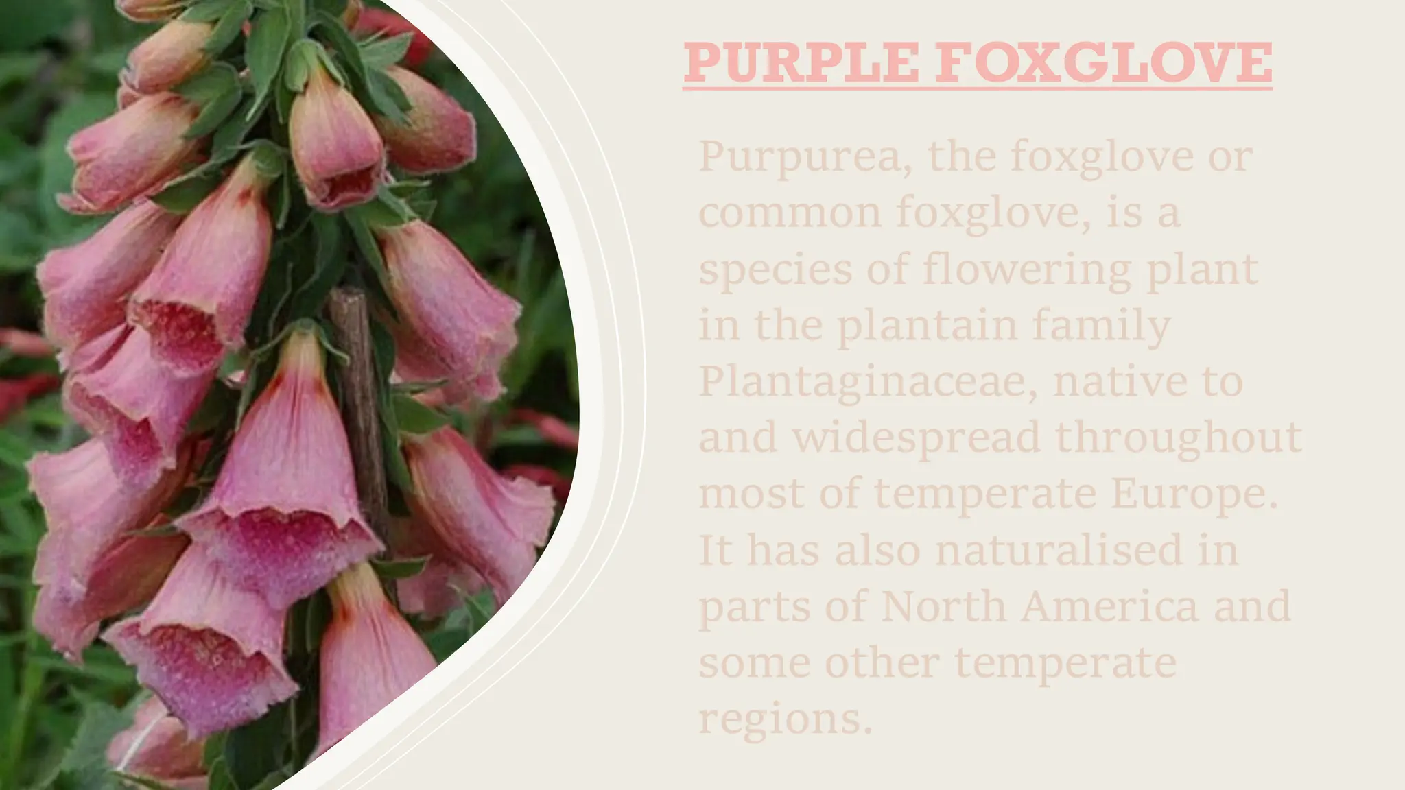 Ppt on flora and fauna of sikkim class X | PDF