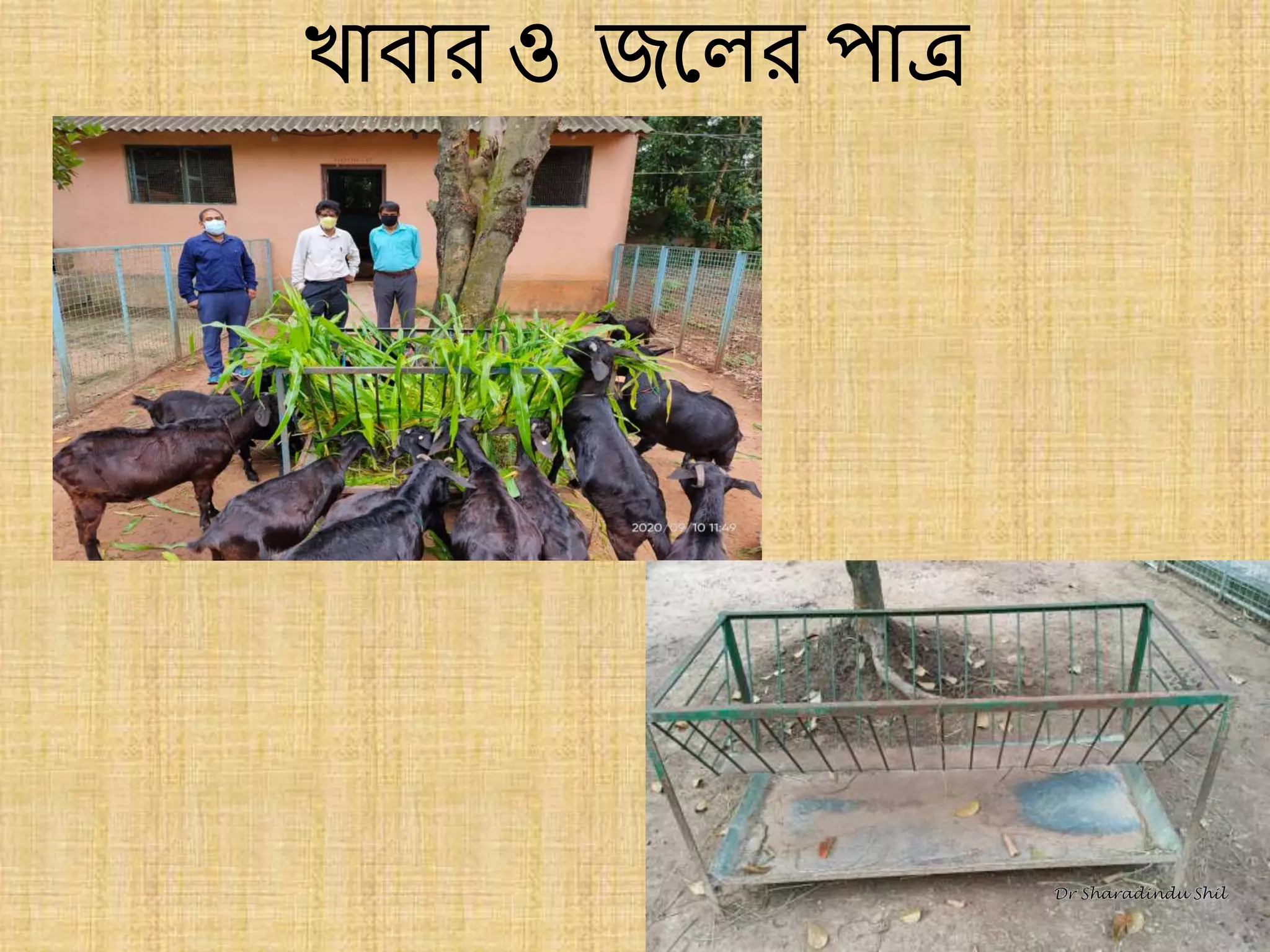 Goat Farming and Fodder cultivation in Bengali for dissemination of ...