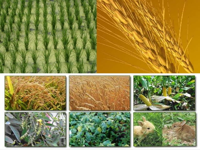 Green revolution India | PPTX