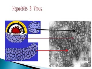 Ppt on hepatitis b | PPTX
