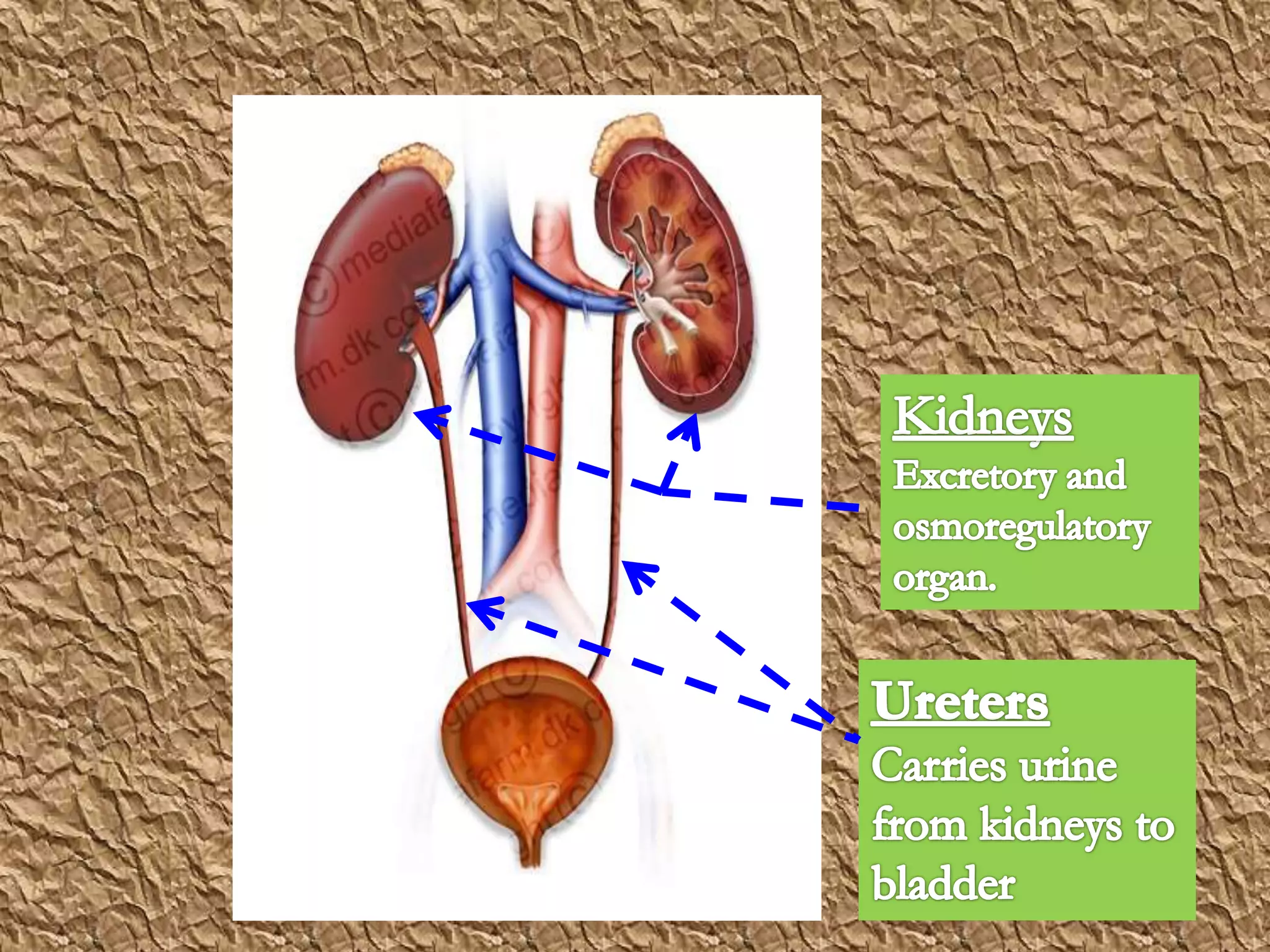 Human Excretory System Ppt Ppt 8656
