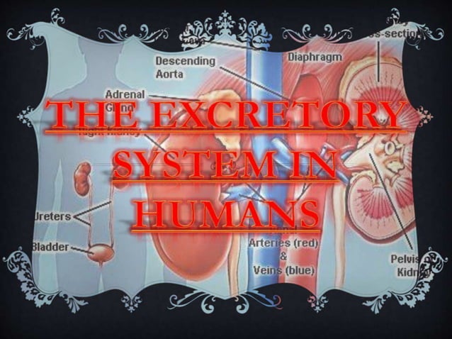 HUMAN EXCRETORY SYSTEM- PPT | PPTX