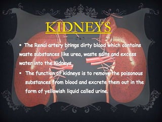 HUMAN EXCRETORY SYSTEM- PPT | PPTX