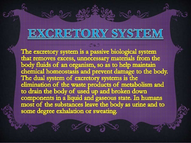 Ppt Excretory System Powerpoint Presentation Id1263174