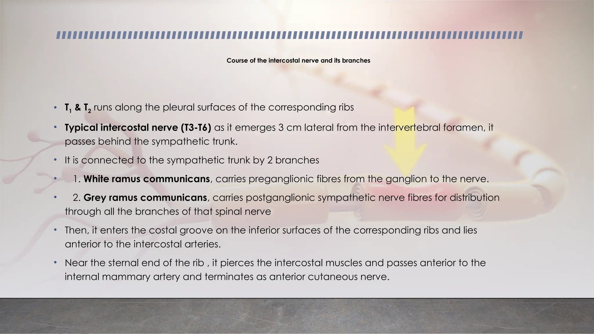 ppt on intercoastal nerves.pptx 6 no fe hi du | PPTX