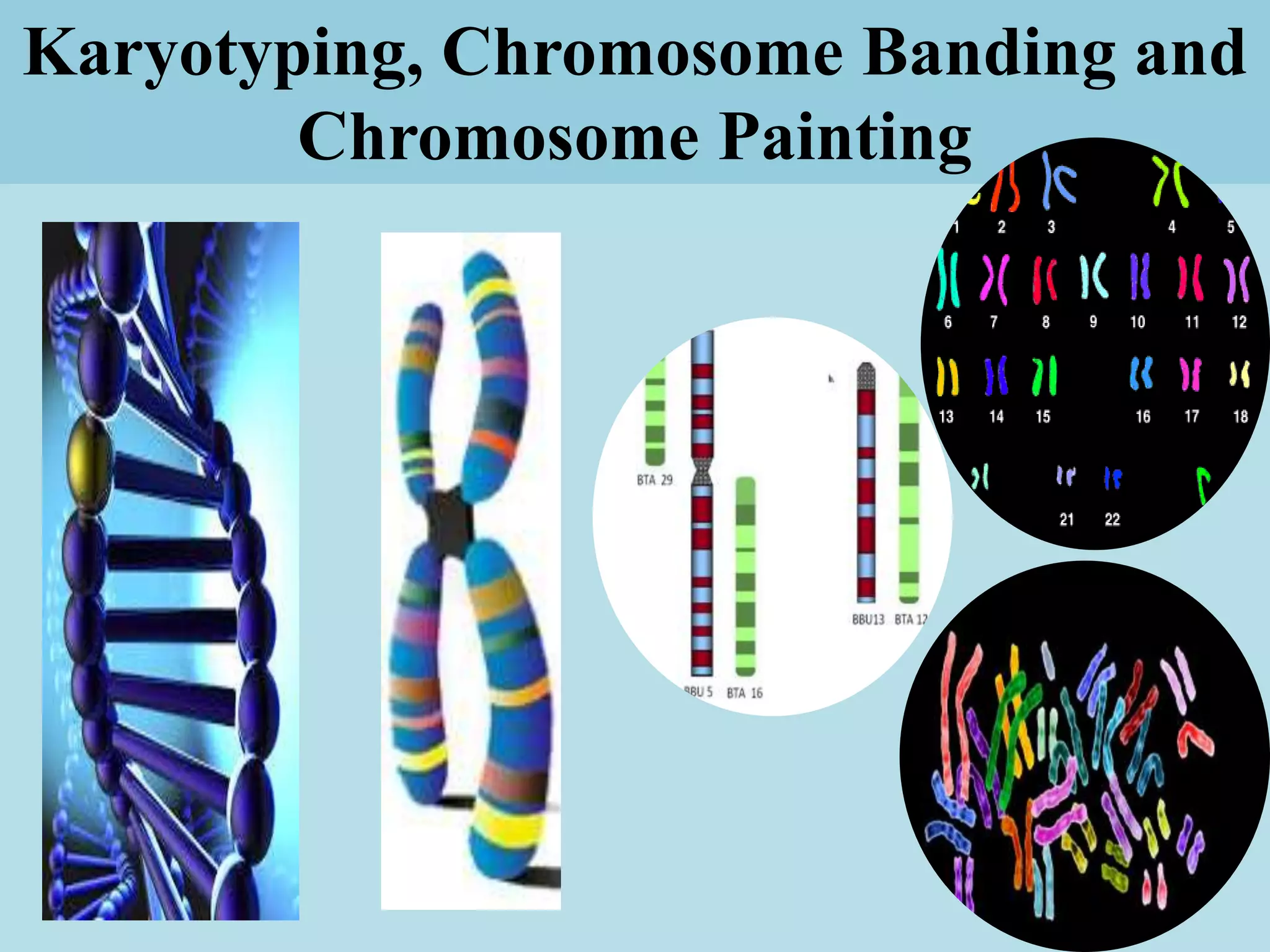 Ppt on karyotyping, chromosome banding and chromosome painting. | PPTX