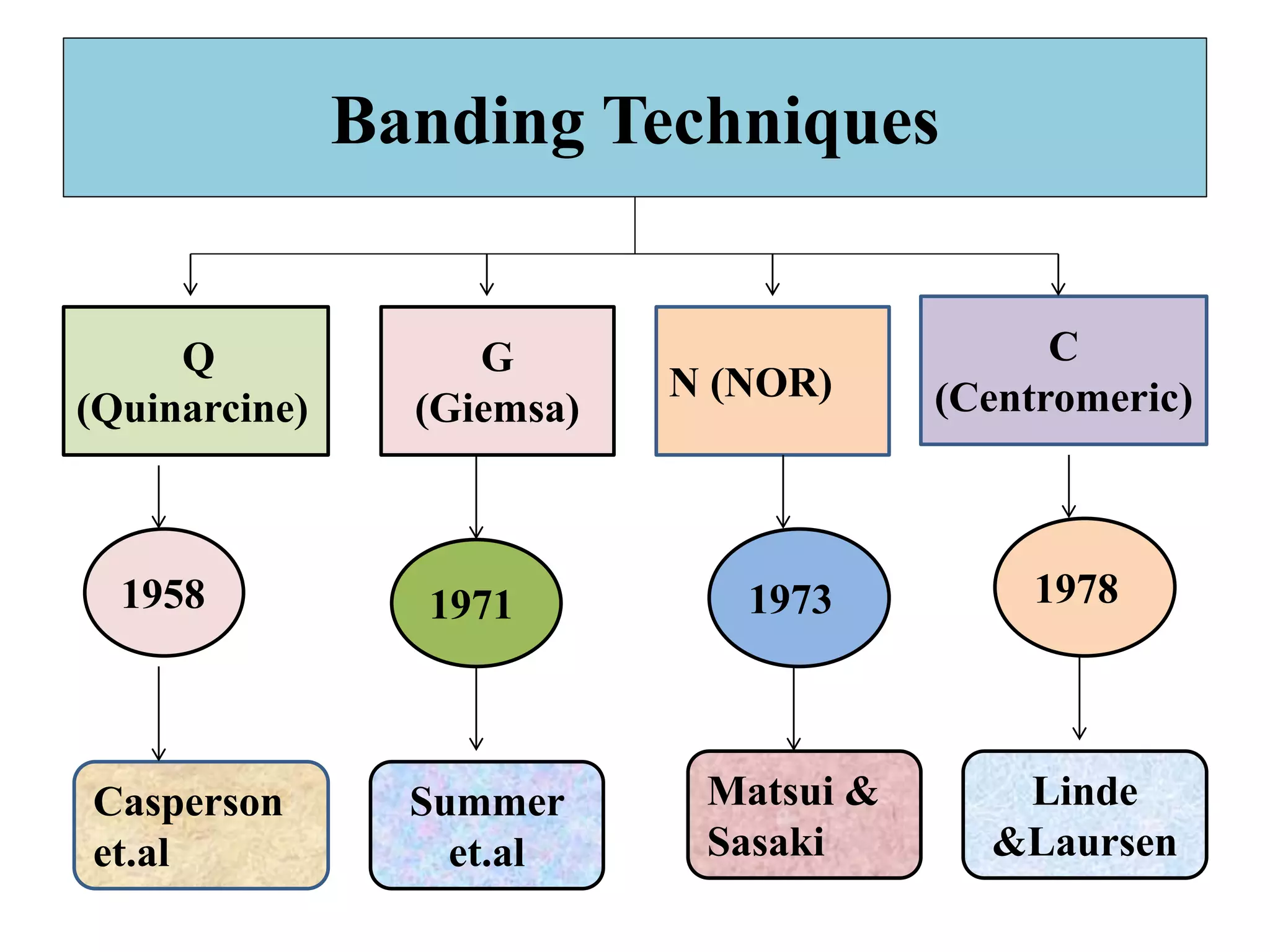 Ppt on karyotyping, chromosome banding and chromosome painting. | PPTX