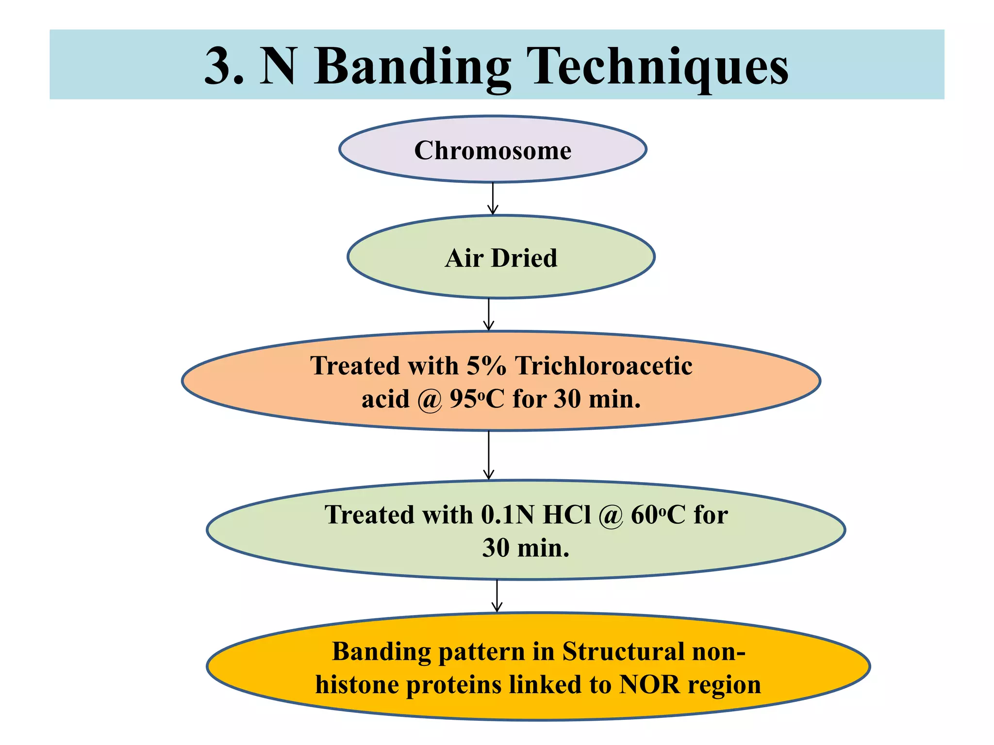 Ppt on karyotyping, chromosome banding and chromosome painting. | PPTX