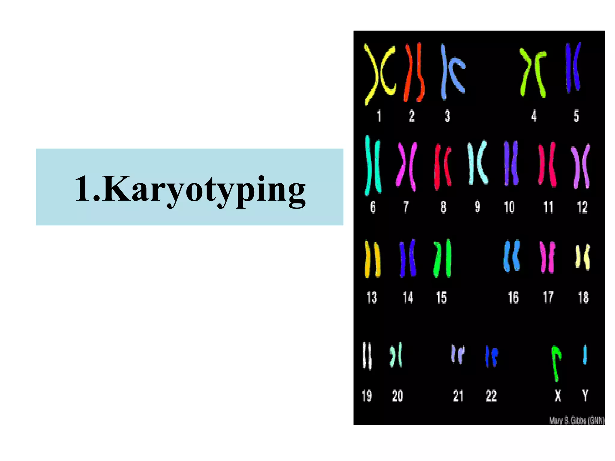Ppt on karyotyping, chromosome banding and chromosome painting. | PPTX