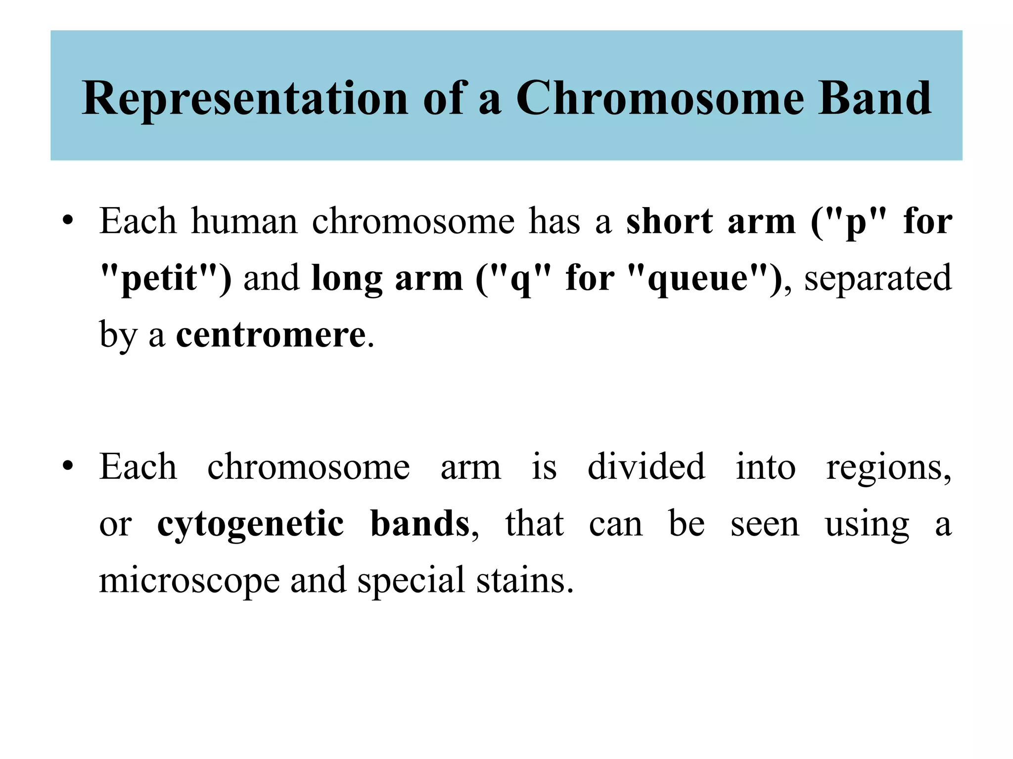 Ppt on karyotyping, chromosome banding and chromosome painting. | PPTX