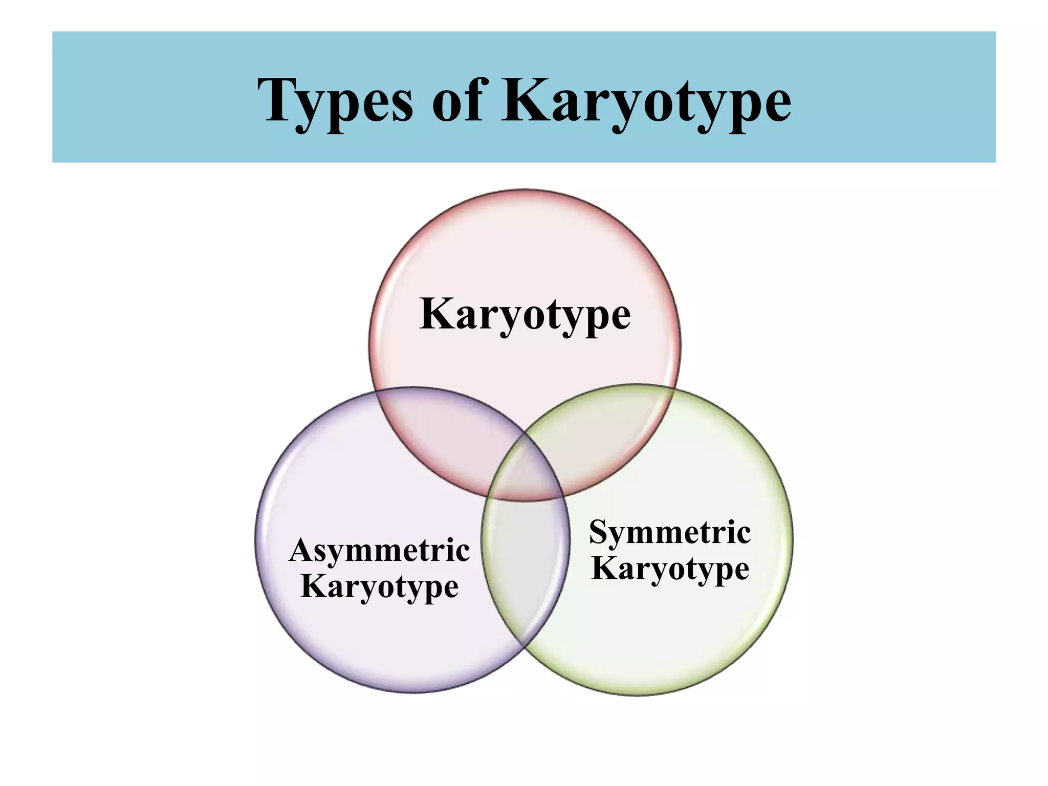 Ppt on karyotyping, chromosome banding and chromosome painting. | PPTX
