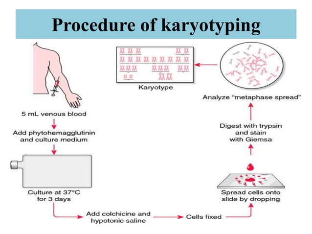 Ppt on karyotyping, chromosome banding and chromosome painting. | PPTX ...