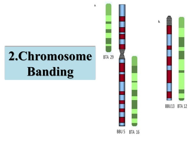 Ppt on karyotyping, chromosome banding and chromosome painting. | PPTX ...