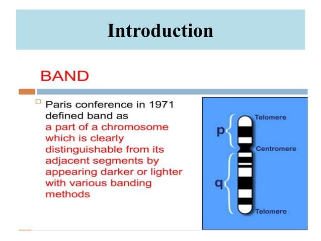 Ppt on karyotyping, chromosome banding and chromosome painting. | PPTX ...