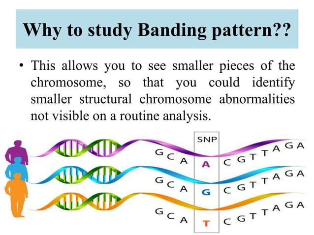 Ppt on karyotyping, chromosome banding and chromosome painting. | PPTX ...