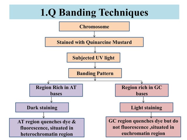 Ppt on karyotyping, chromosome banding and chromosome painting. | PPTX ...