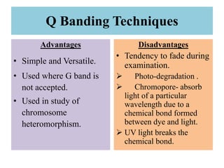 Ppt on karyotyping, chromosome banding and chromosome painting. | PPTX