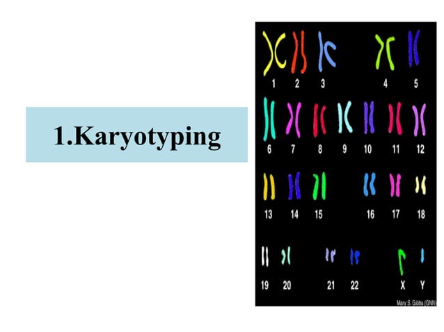 Ppt on karyotyping, chromosome banding and chromosome painting. | PPTX | Chemistry | Science