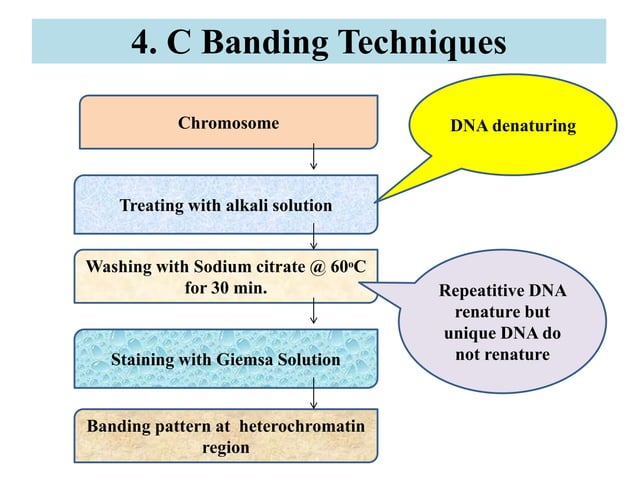 Ppt on karyotyping, chromosome banding and chromosome painting. | PPTX ...