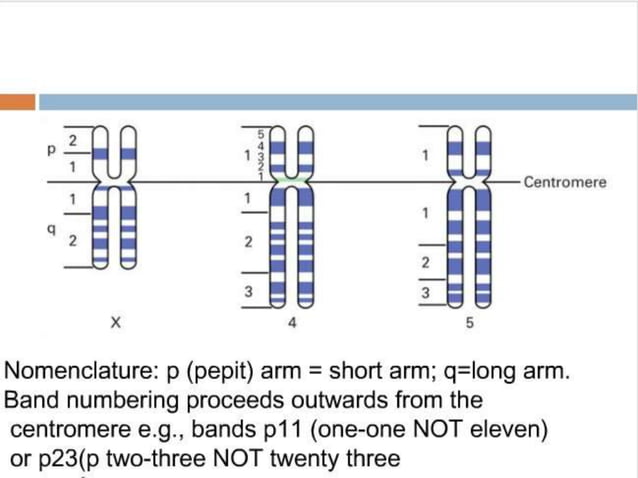 Ppt on karyotyping, chromosome banding and chromosome painting. | PPTX ...