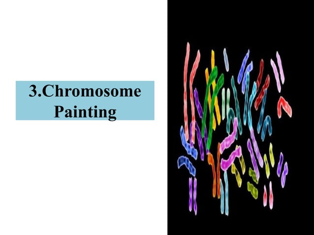 Ppt on karyotyping, chromosome banding and chromosome painting. | PPTX ...