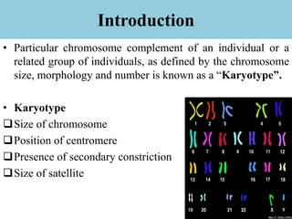 Ppt on karyotyping, chromosome banding and chromosome painting. | PPTX