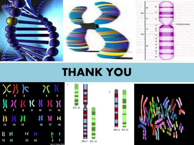 Ppt on karyotyping, chromosome banding and chromosome painting. | PPTX ...